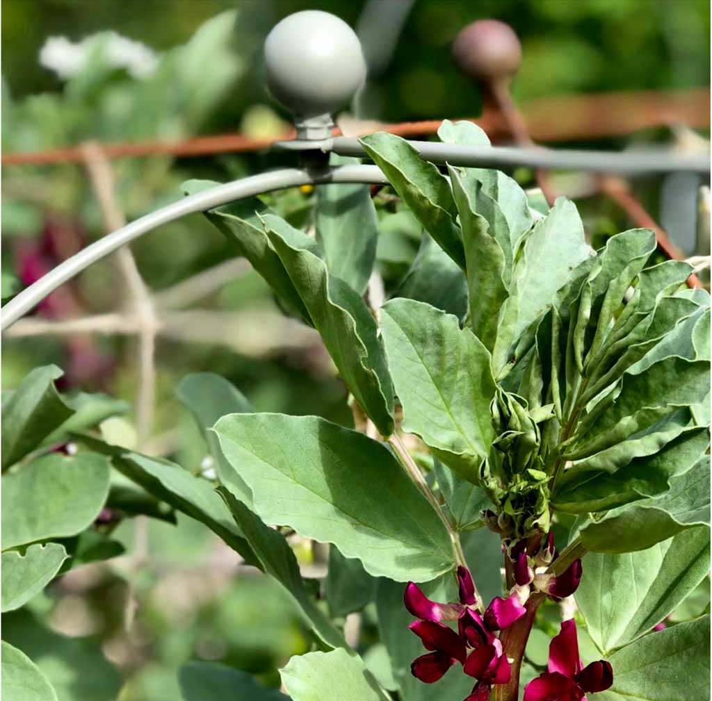 How to Grow Broad Beans | Blog | Agriframes