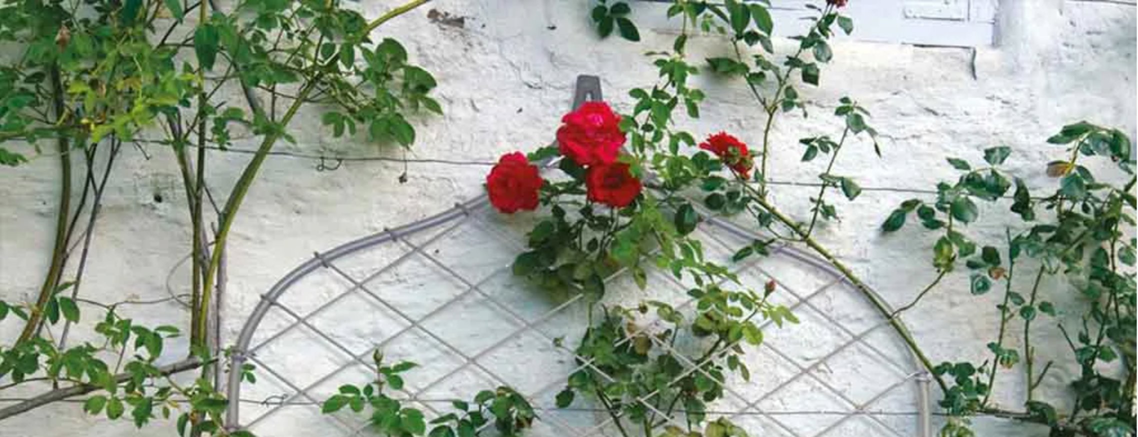 Rose Trellis | Garden Wall Trellis For Roses | Agriframes