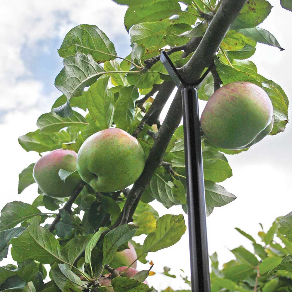 Fruit Branch Support | Plant Frames And Supports | Agriframes ...