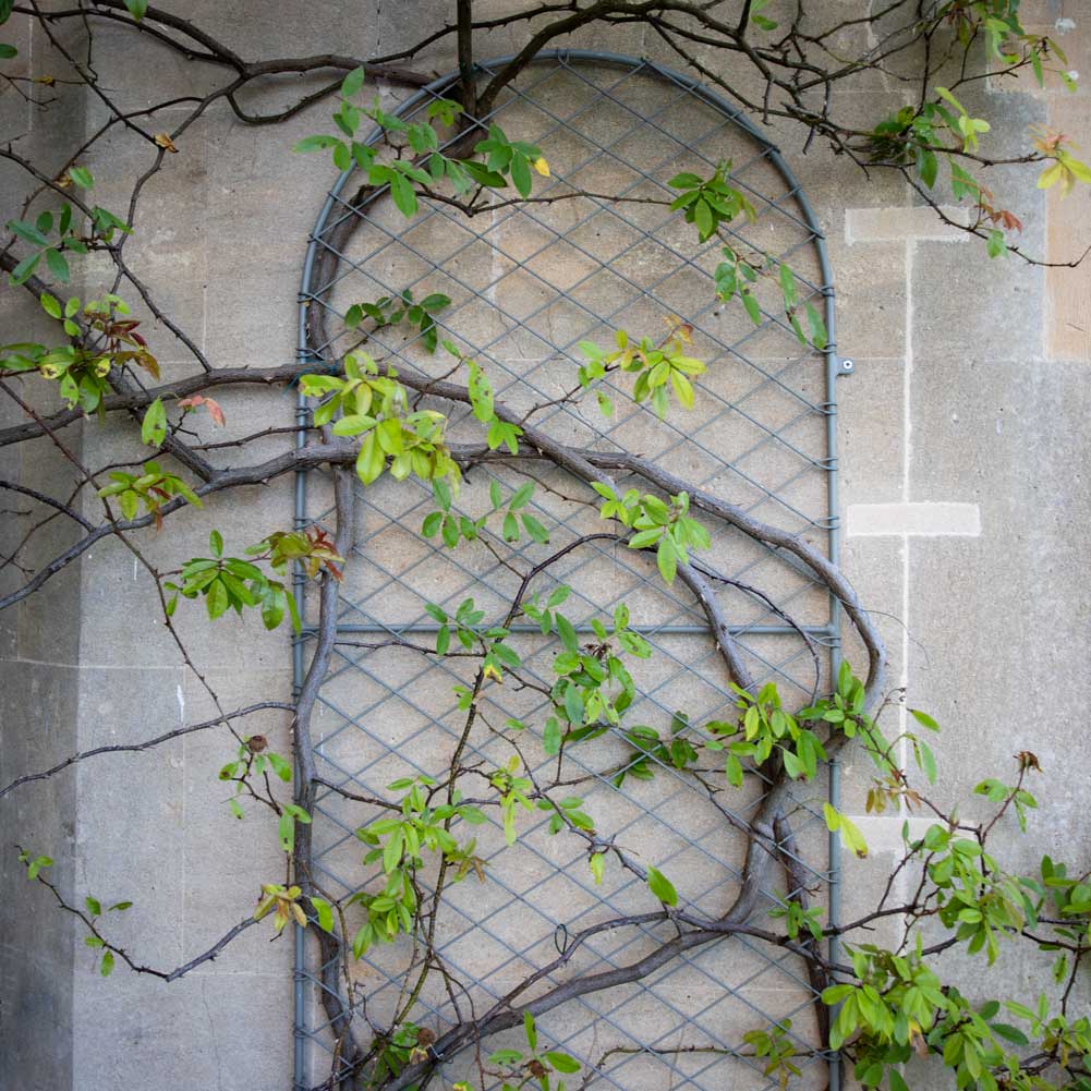 Round Elegance Trellis | Garden Trellis | Agriframes