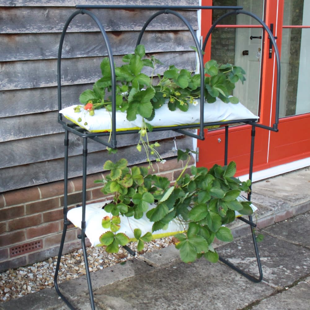 Strawberry Table Top | Plant Frames & Supports – Agriframes UK