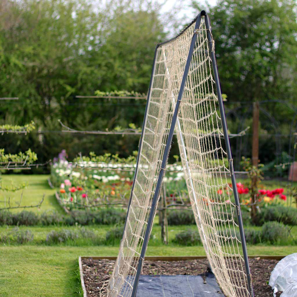 Runner Bean Frame | Plant Frames & Supports | Agriframes