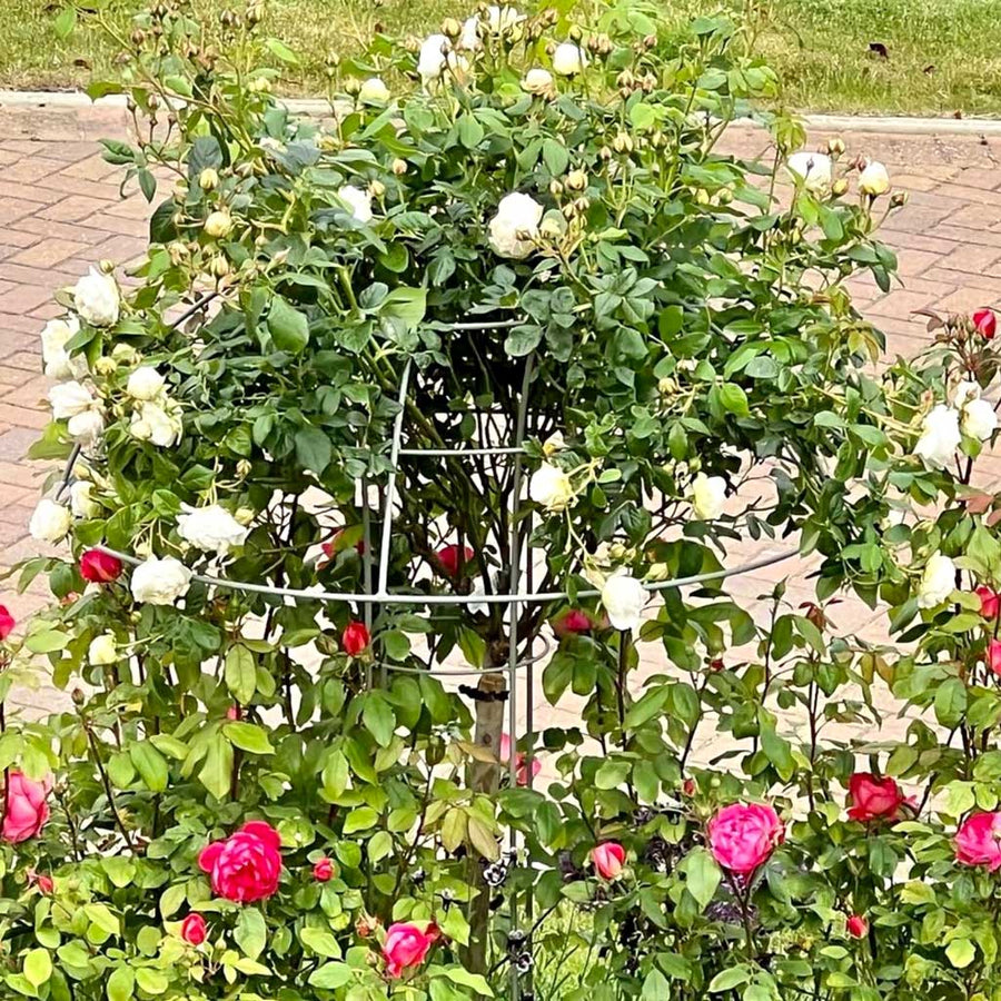 Elegance Rose Umbrella | Garden Obelisks | Agriframes