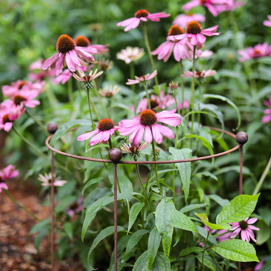 Circular Plant Support - Rustic Plant Supports | Agriframes – Agriframes UK