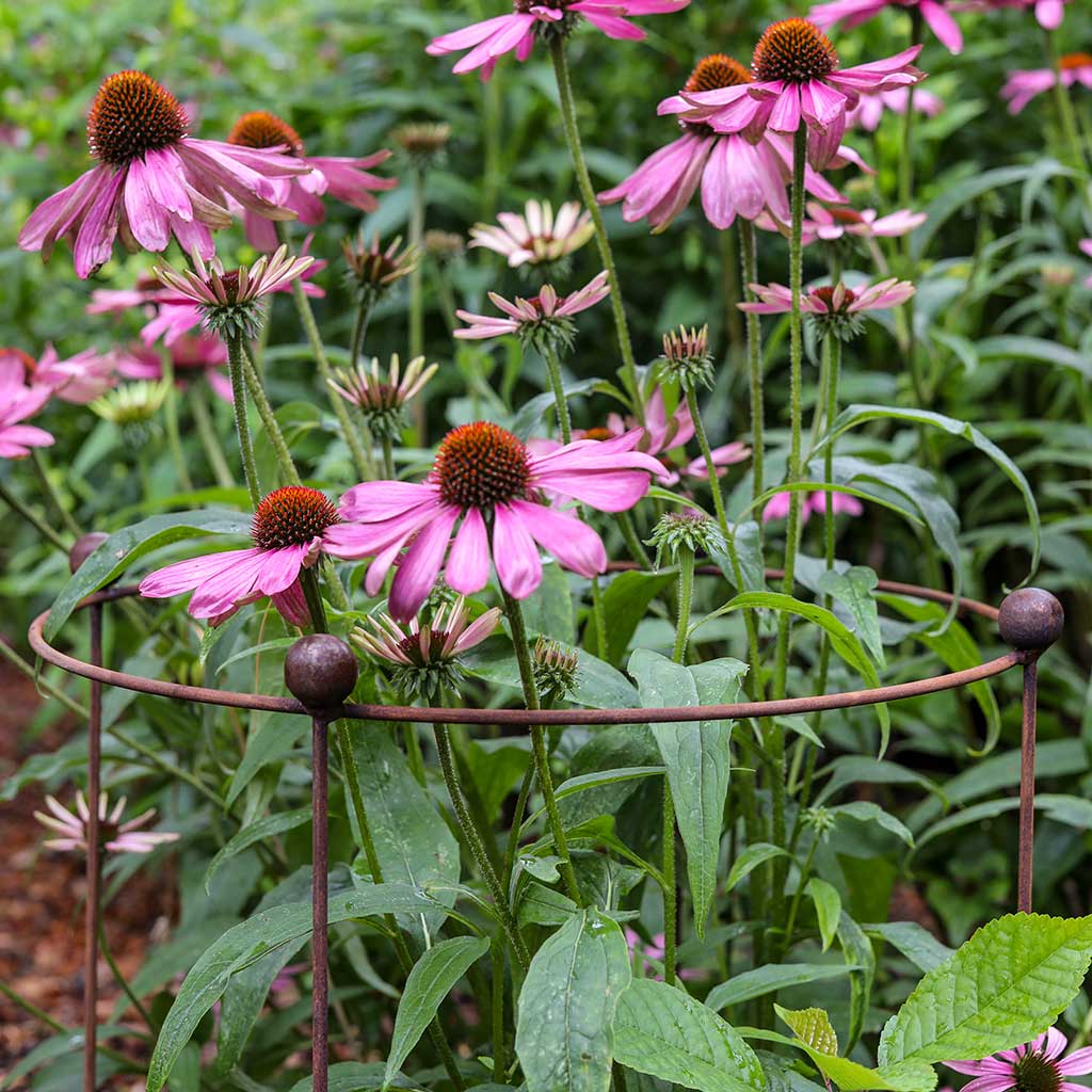 Circular Plant Support - Rustic Plant Supports | Agriframes – Agriframes UK