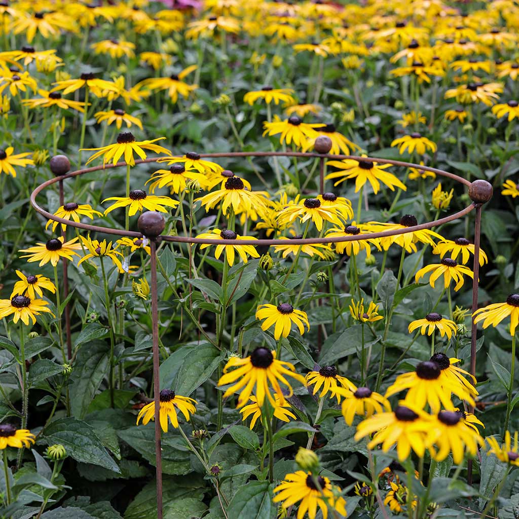 Circular Plant Support | Agriframes – Agriframes UK