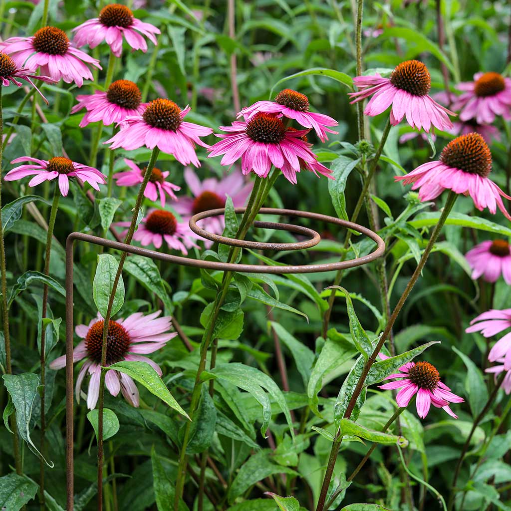 Spiral Plant Support, Rustic - Set of 3, H.75 cm | Agriframes ...