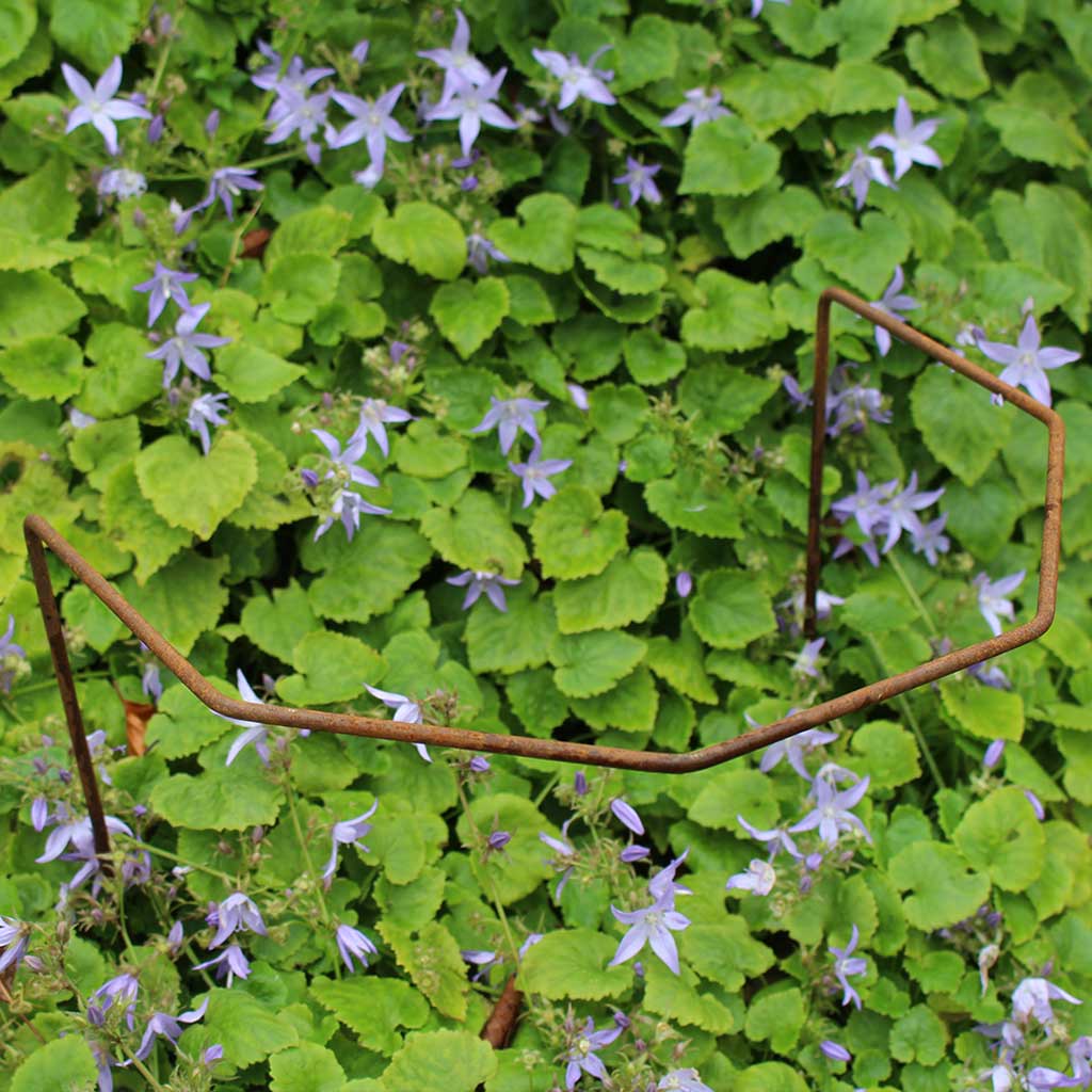 Elegance Plant Supports | Plant Frames And Supports | Agriframes