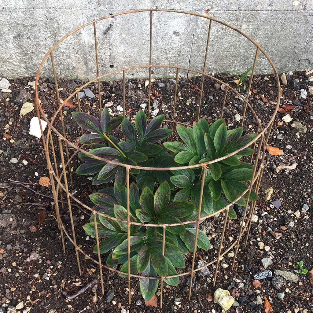 Elegance Round Plant Support | Plant Frames And Supports | Agriframes