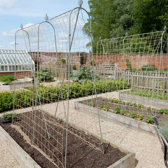 Plant Frames - Plant Climbing Frames | Agriframes