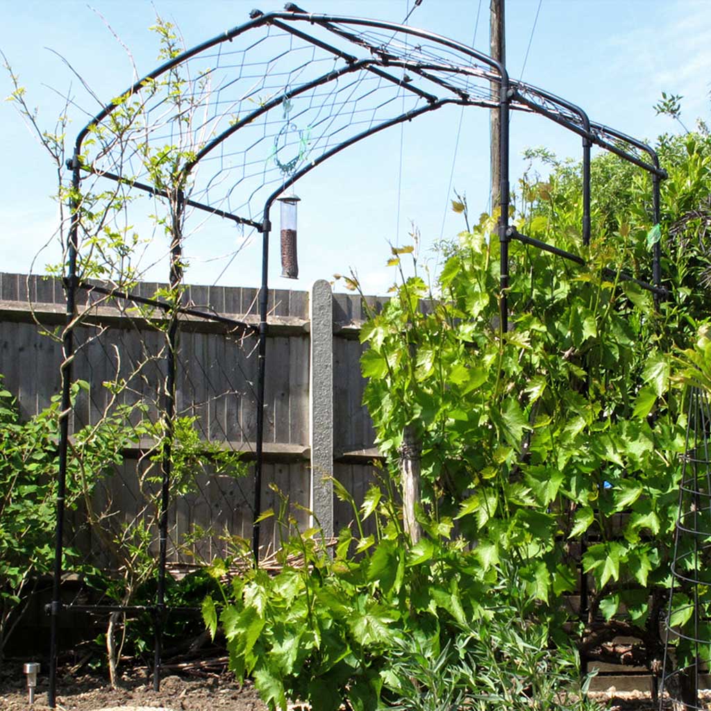 Vine Arch | Garden Arches | Agriframes – Agriframes UK