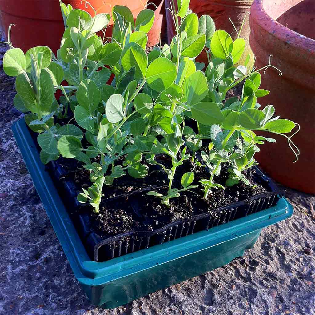 Compact Rapid Rootrainers | Agriframes – Agriframes UK