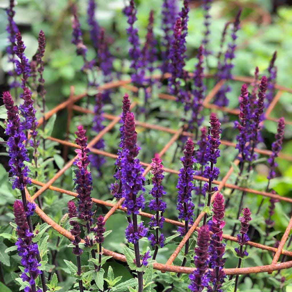 Elegance Round Rustic Grow Through Frame | Agriframes