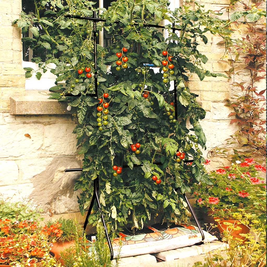 Tomato Plant Support Frame | Plant Frames & Supports | Agriframes